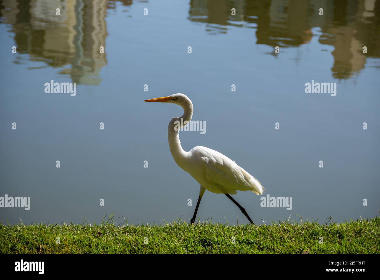 White waterbird hi-res stock photography and images - Alamy