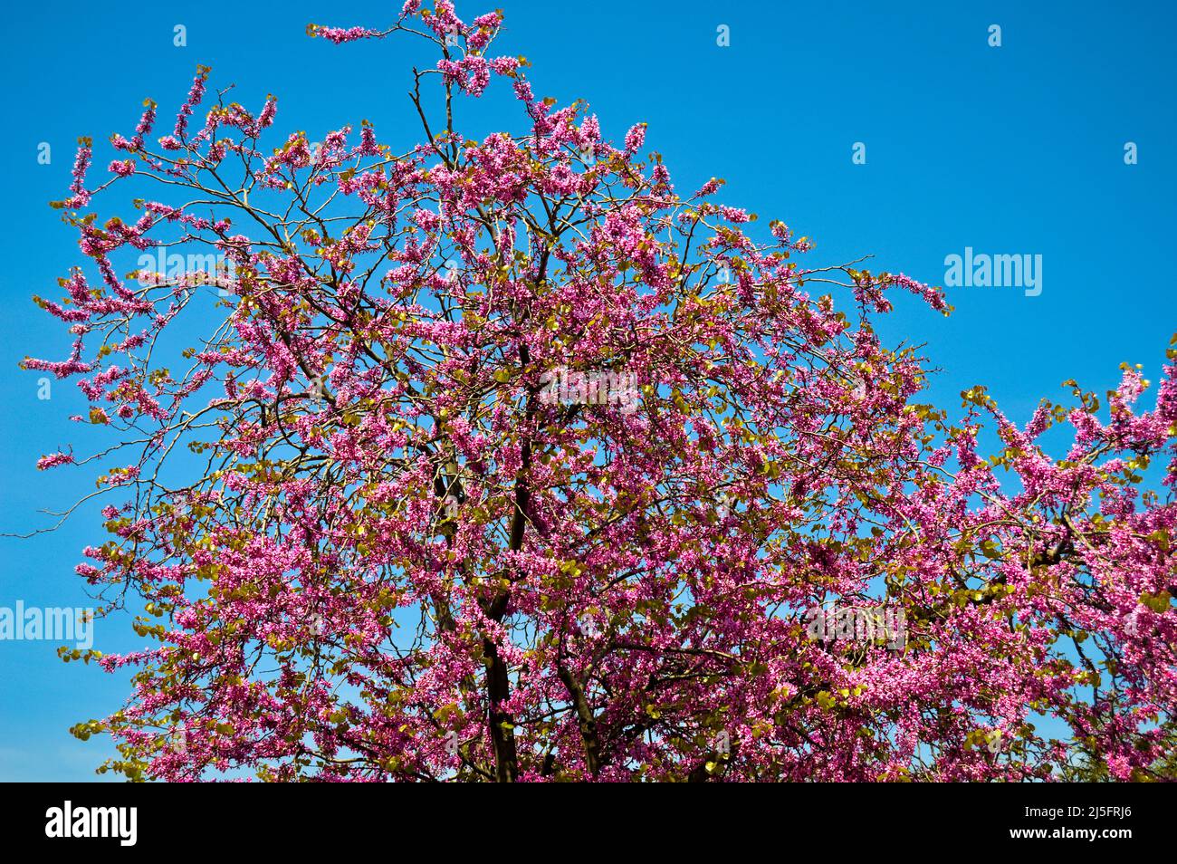 Spring branch pink flower redbud tree judas tree, a sunny day and clear ...