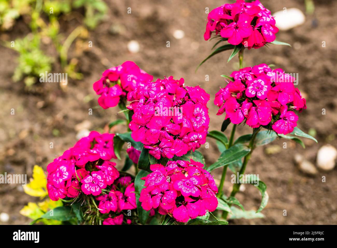 Colorful Dianthus flower (Dianthus chinensis) blooming in garden, close ...
