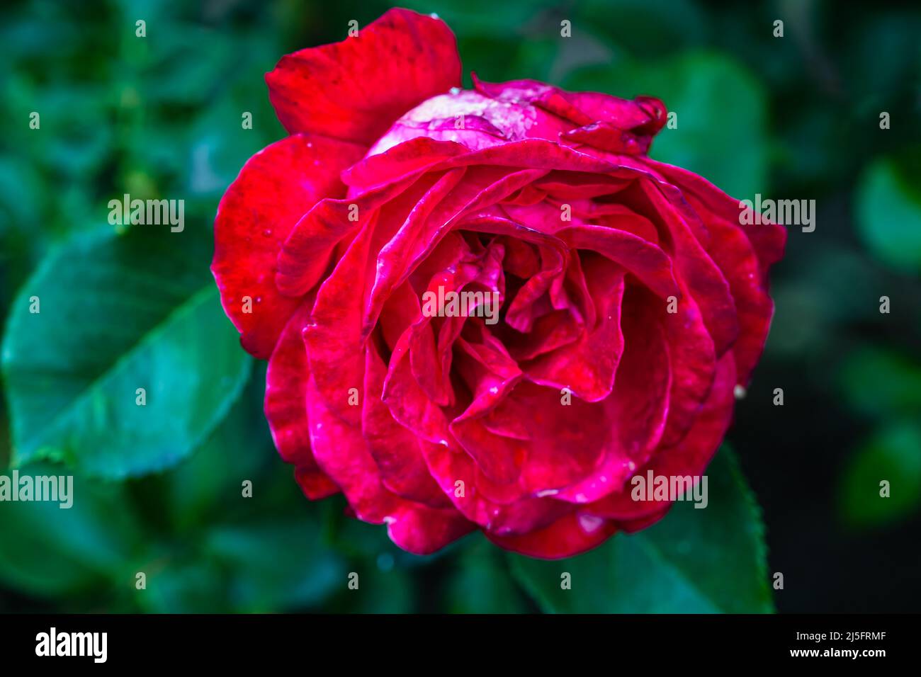 Close up photo of a red rose in a garden isolated Stock Photo - Alamy