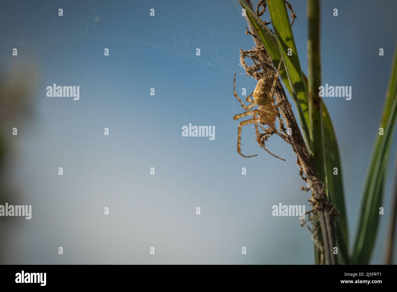 Spider rest on leaf hi-res stock photography and images - Alamy