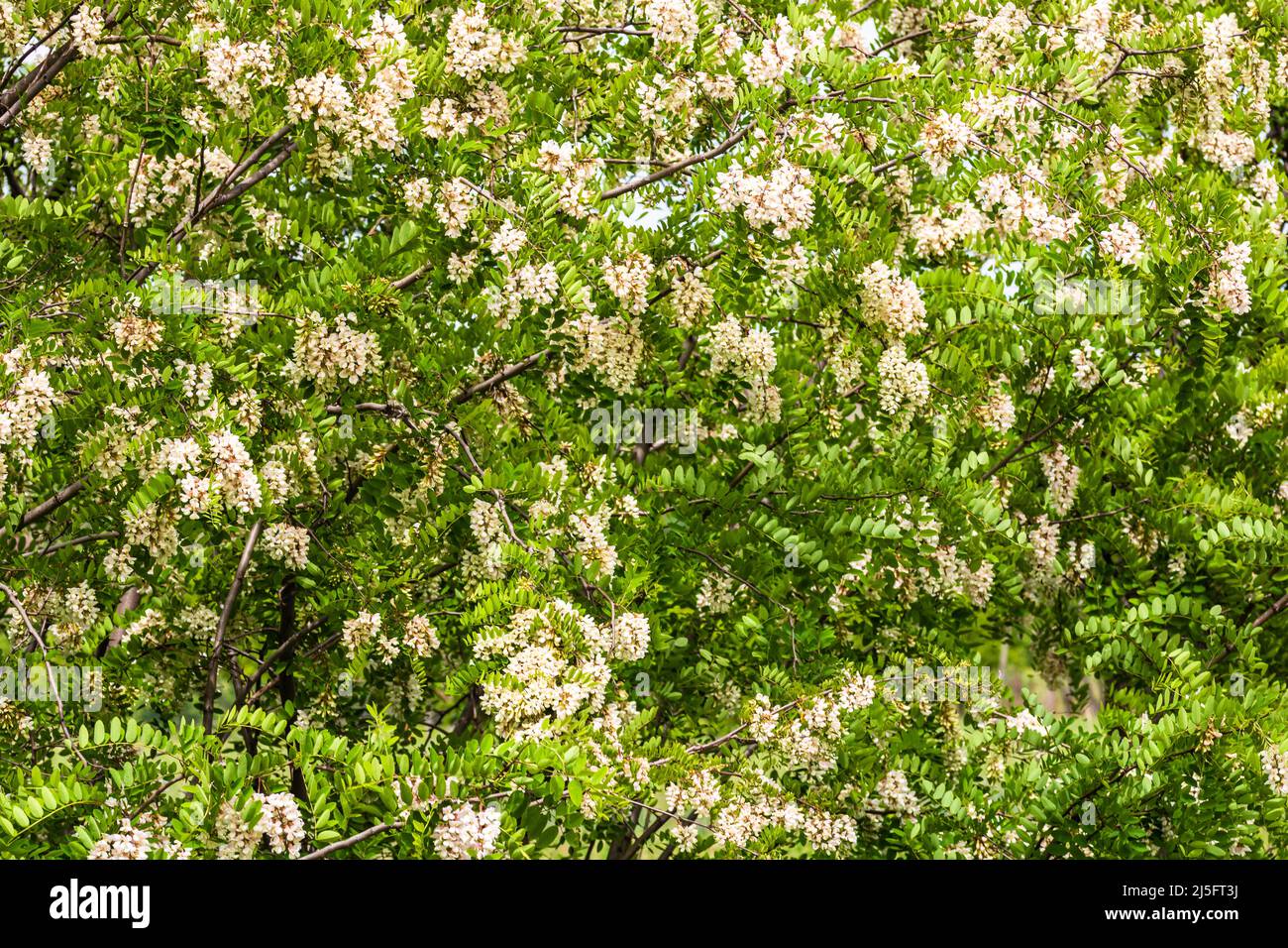Blooming acacia tree (Robinia pseudoacacia) flowers. Acacia flowers ...