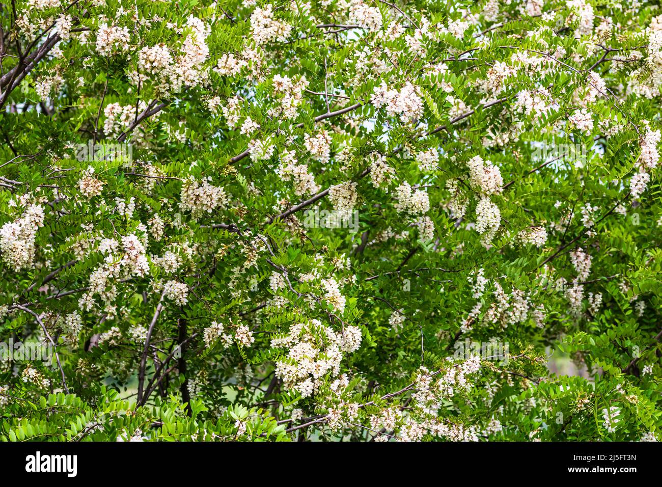 Blooming acacia tree (Robinia pseudoacacia) flowers. Acacia flowers ...