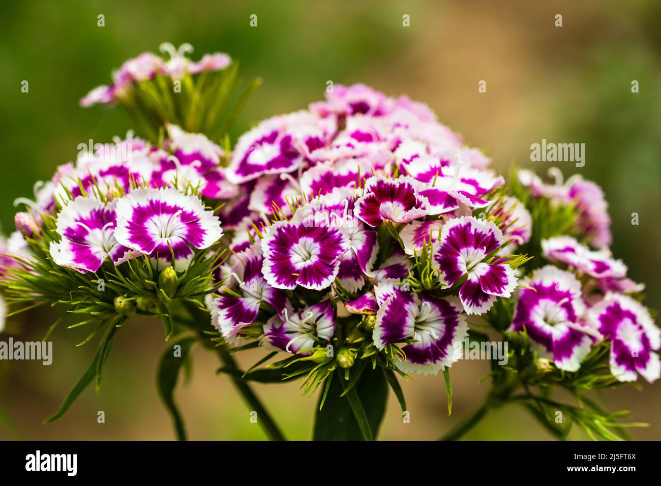 Colorful Dianthus flower (Dianthus chinensis) blooming in garden, close ...