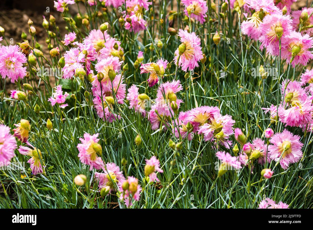 Close up of pink carnation flowers isolated in a garden Stock Photo - Alamy