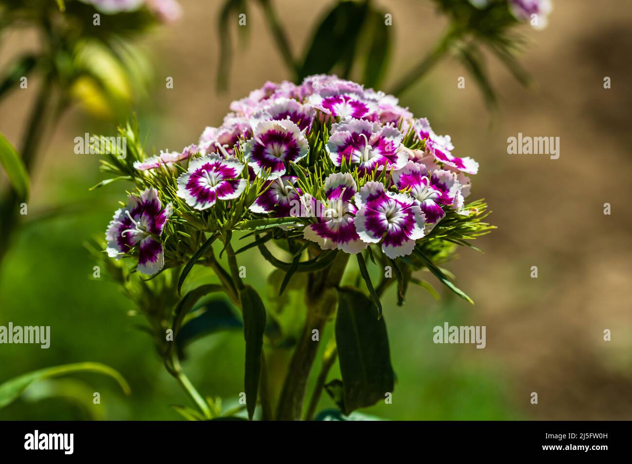 Colorful Dianthus flower (Dianthus chinensis) blooming in garden, close ...