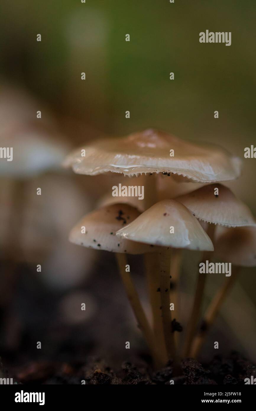 A small tower of fungi grow together off the rotting log Stock Photo ...