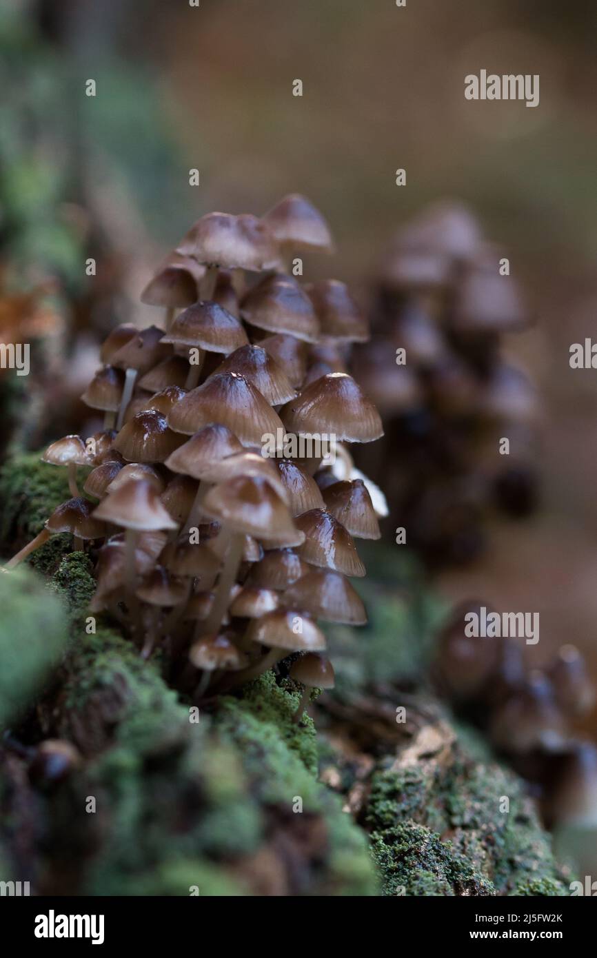 Towers of small fungi groups rising above the mossy undergrowth on a ...