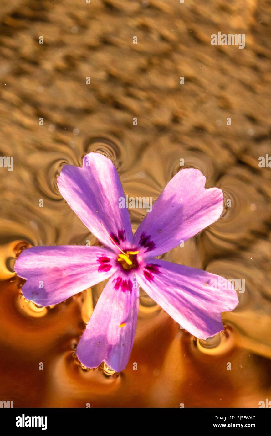 Macro shot of a light purple wild flower isolated on water Stock Photo ...