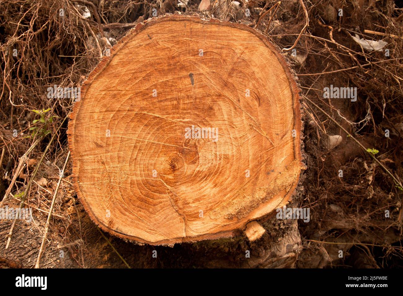 Oak tree uprooted with chainsaw, roots of cut tree exposed Stock Photo ...