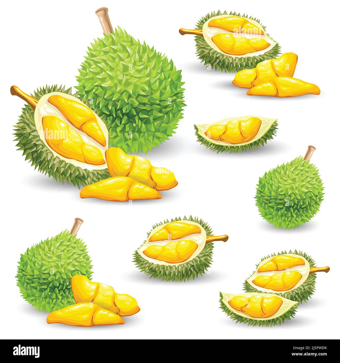 Set of vector color illustrations, icons of a durian fruit whole and ...
