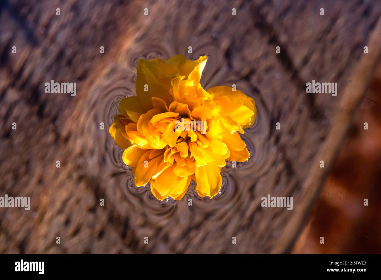 Macro shot of Kerria japonica Pleniflora flower isolated on water ...