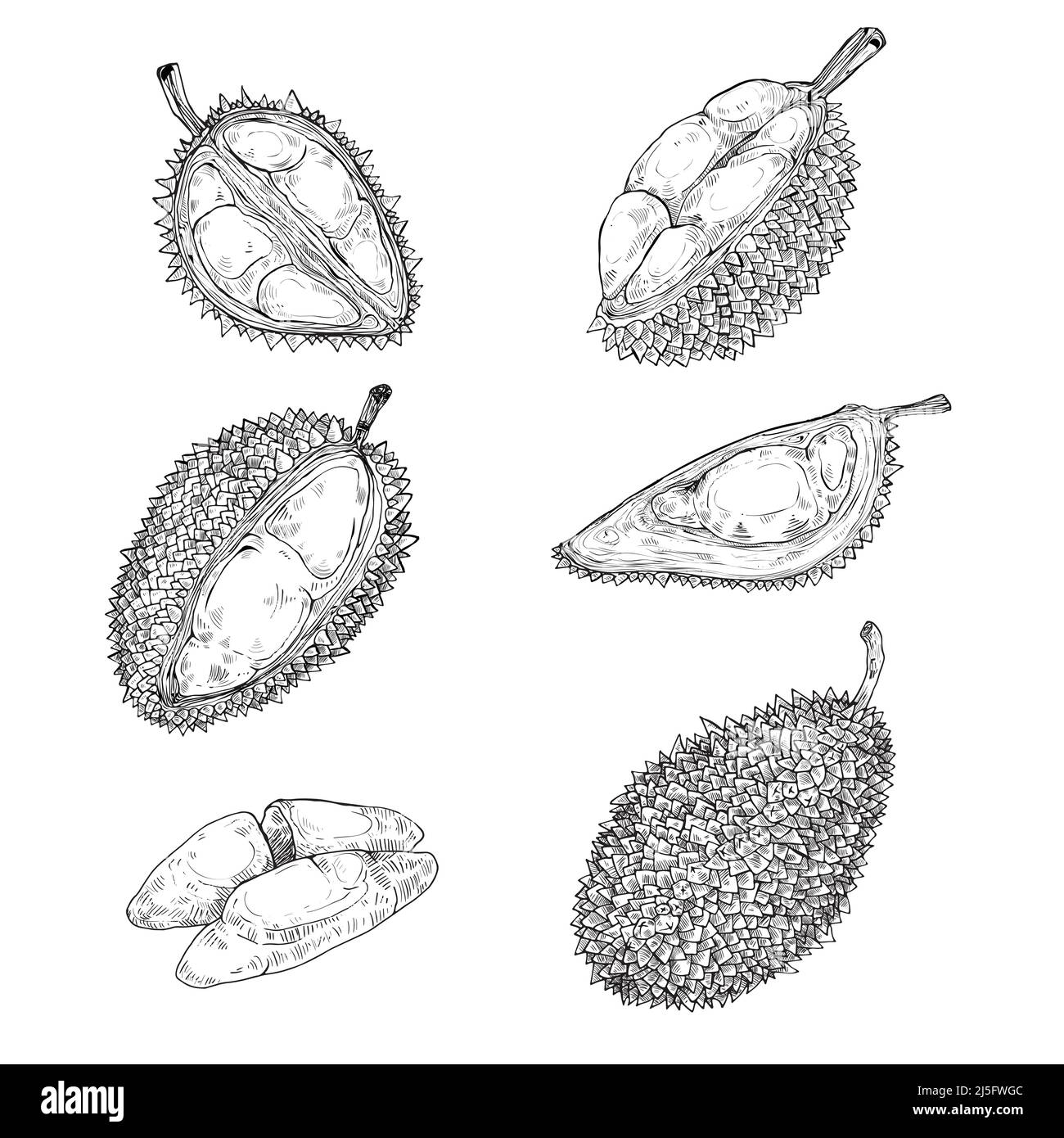 Set of vector black illustrations, icons of a durian fruit whole and ...