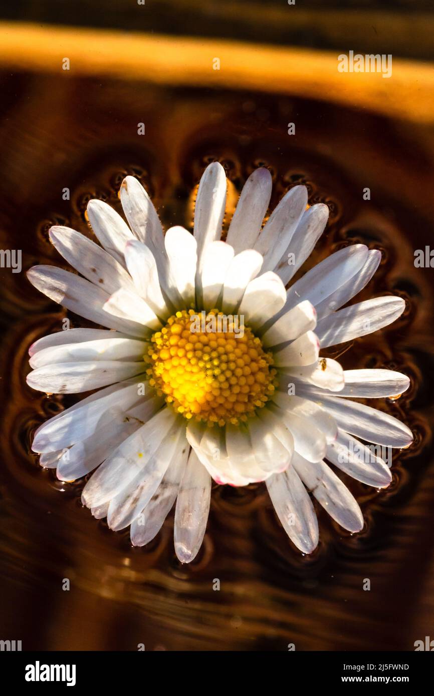 Macro shot of a white daisy, bellis perennis isolated on water Stock ...