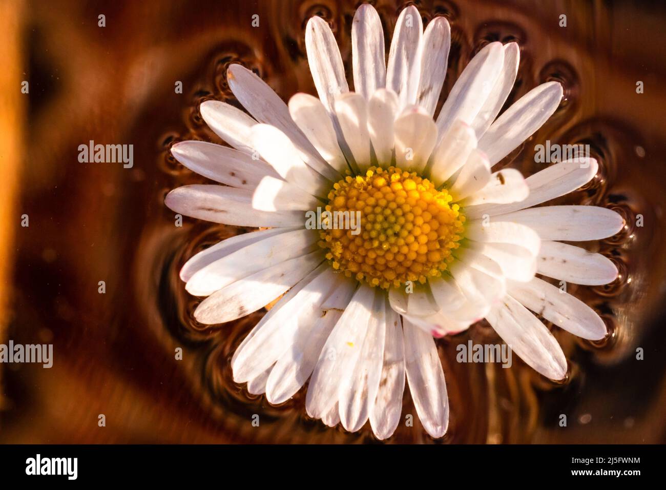 Macro shot of a white daisy, bellis perennis isolated on water Stock ...