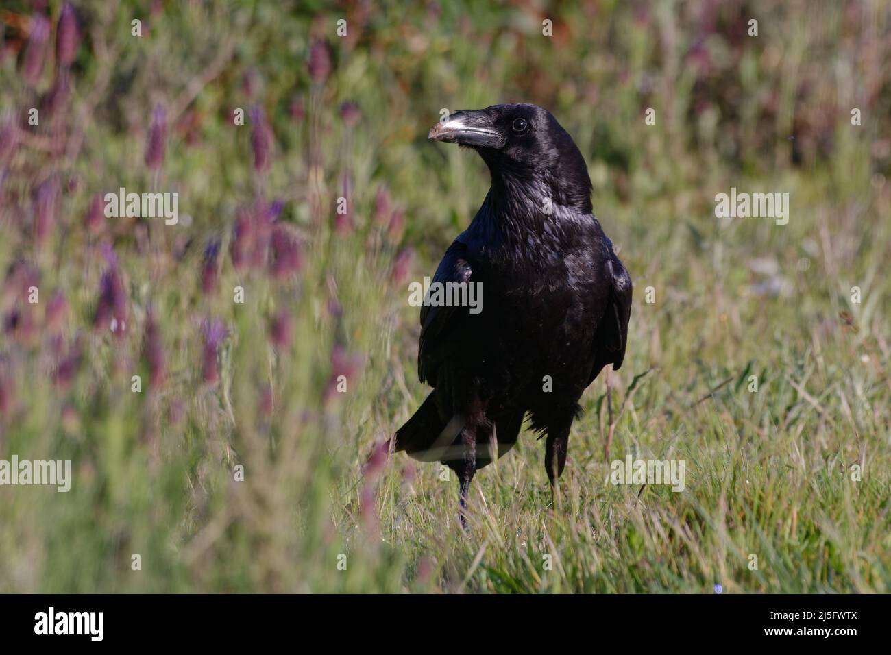 Northern Raven (Corvus corax Stock Photo - Alamy