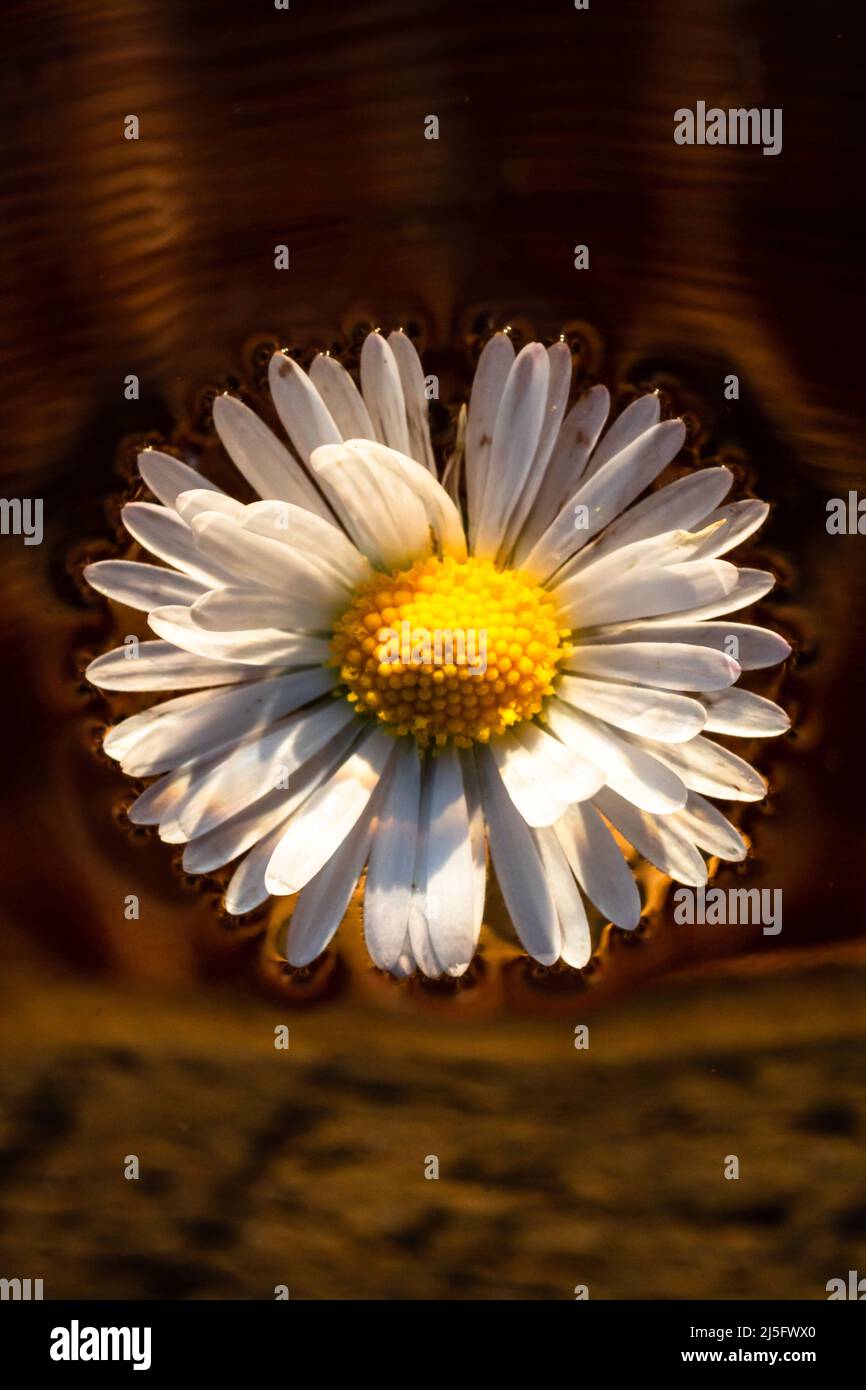 Macro shot of a white daisy, bellis perennis isolated on water Stock ...