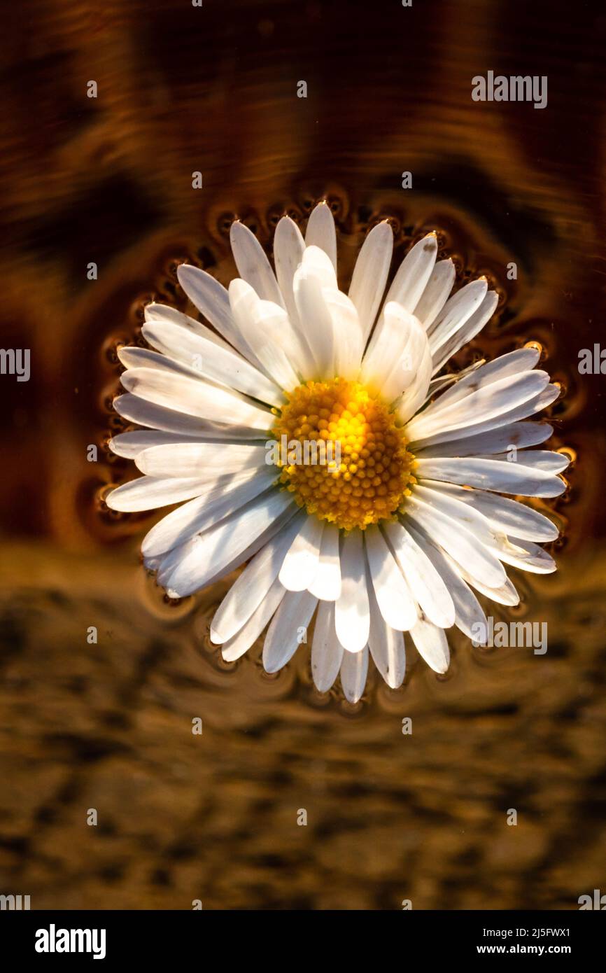Macro shot of a white daisy, bellis perennis isolated on water Stock ...