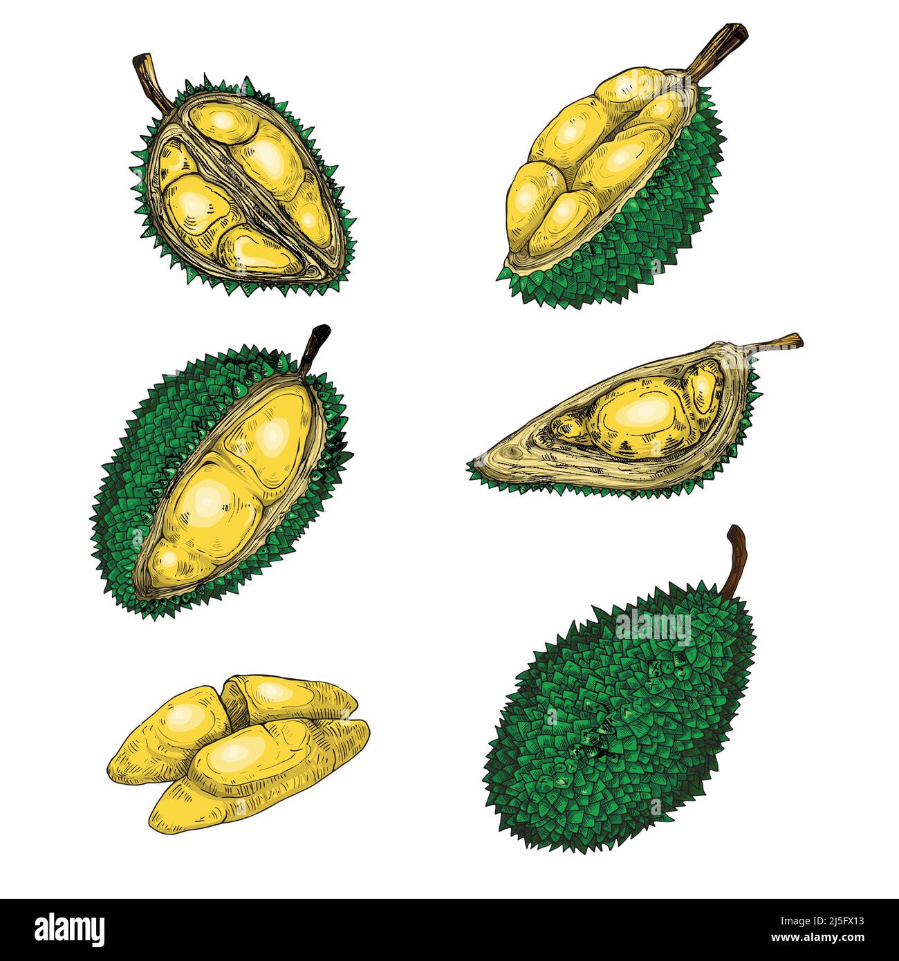 Set of vector color illustrations, icons of a durian fruit whole and ...
