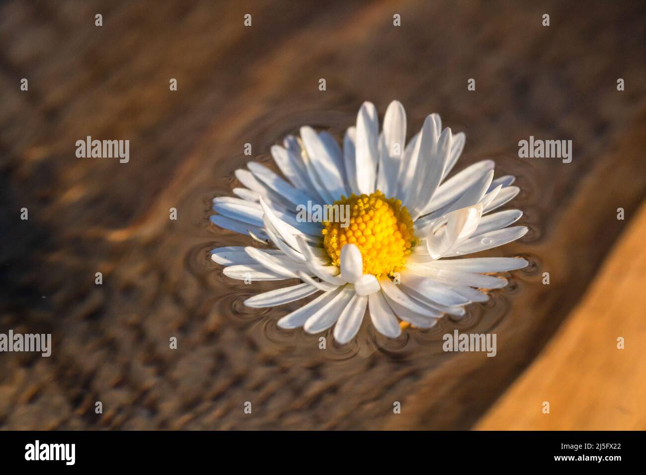 Macro shot of a white daisy, bellis perennis isolated on water Stock ...