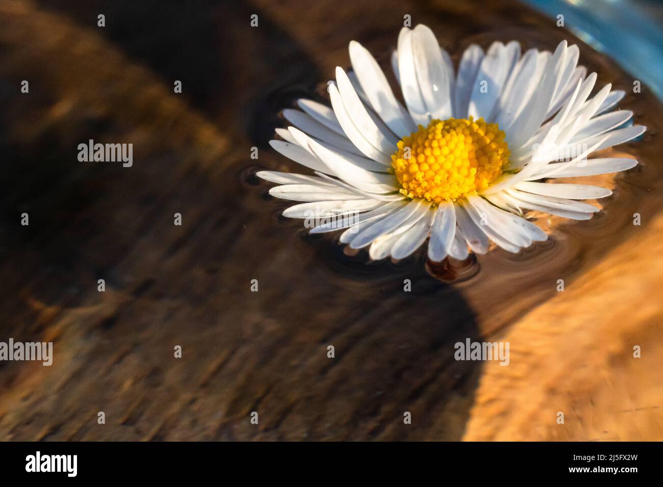 Macro shot of a white daisy, bellis perennis isolated on water Stock ...
