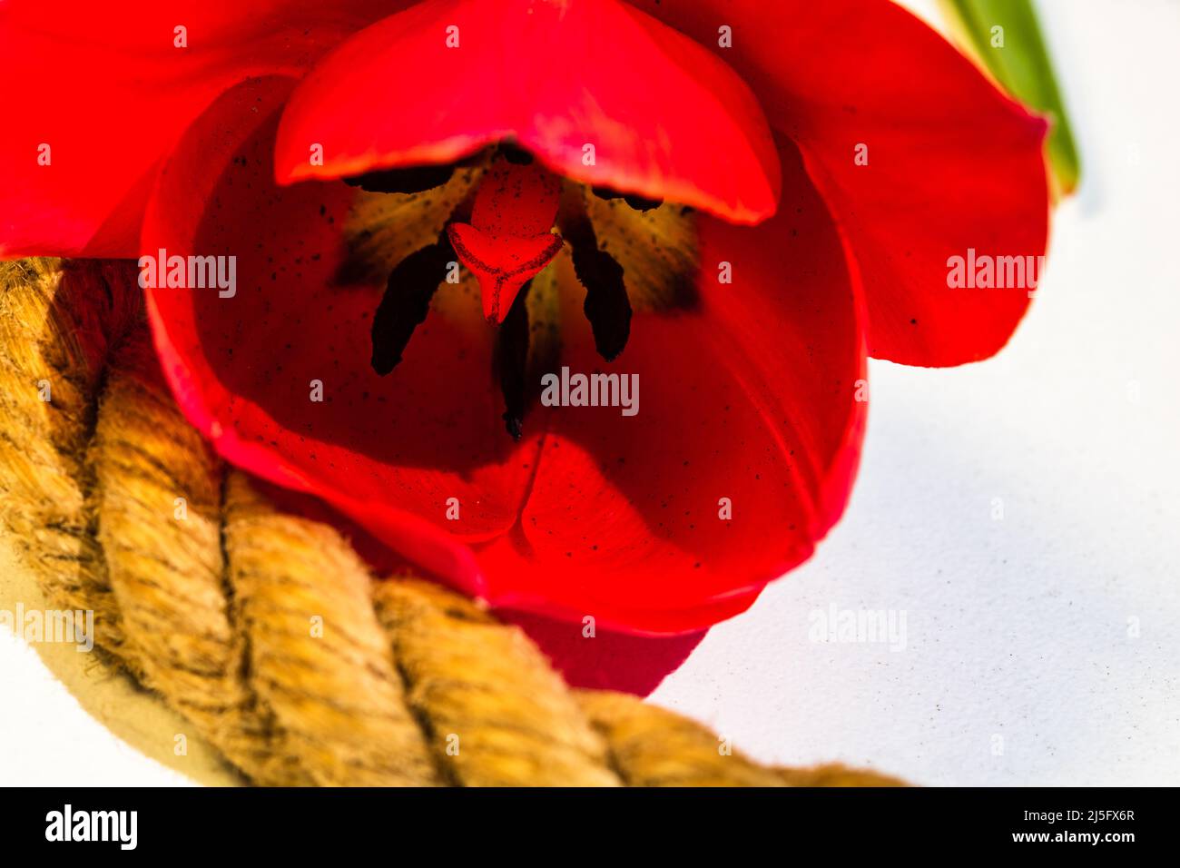 Macro shot of a red tulip isolated, tulip pistil close up. Details of a ...