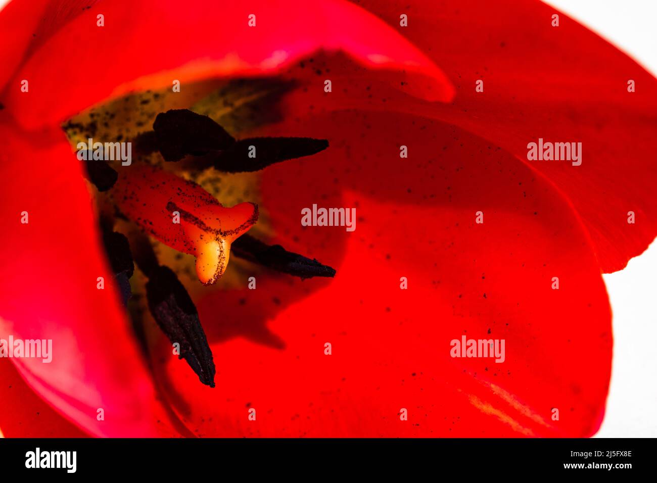 Macro shot of a red tulip isolated, tulip pistil close up. Details of a ...
