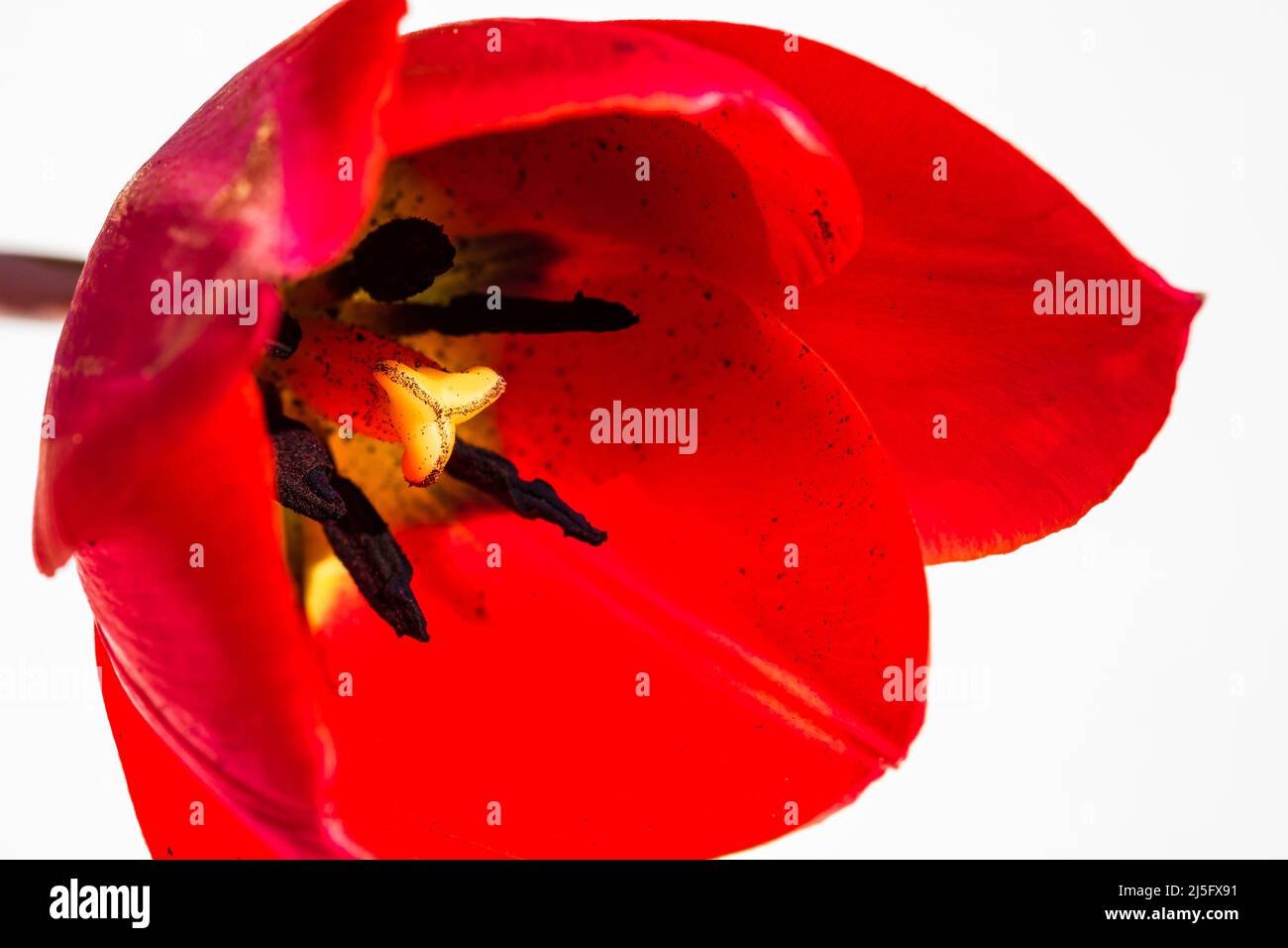 Macro shot of a red tulip isolated, tulip pistil close up. Details of a red tulip flower Stock ...