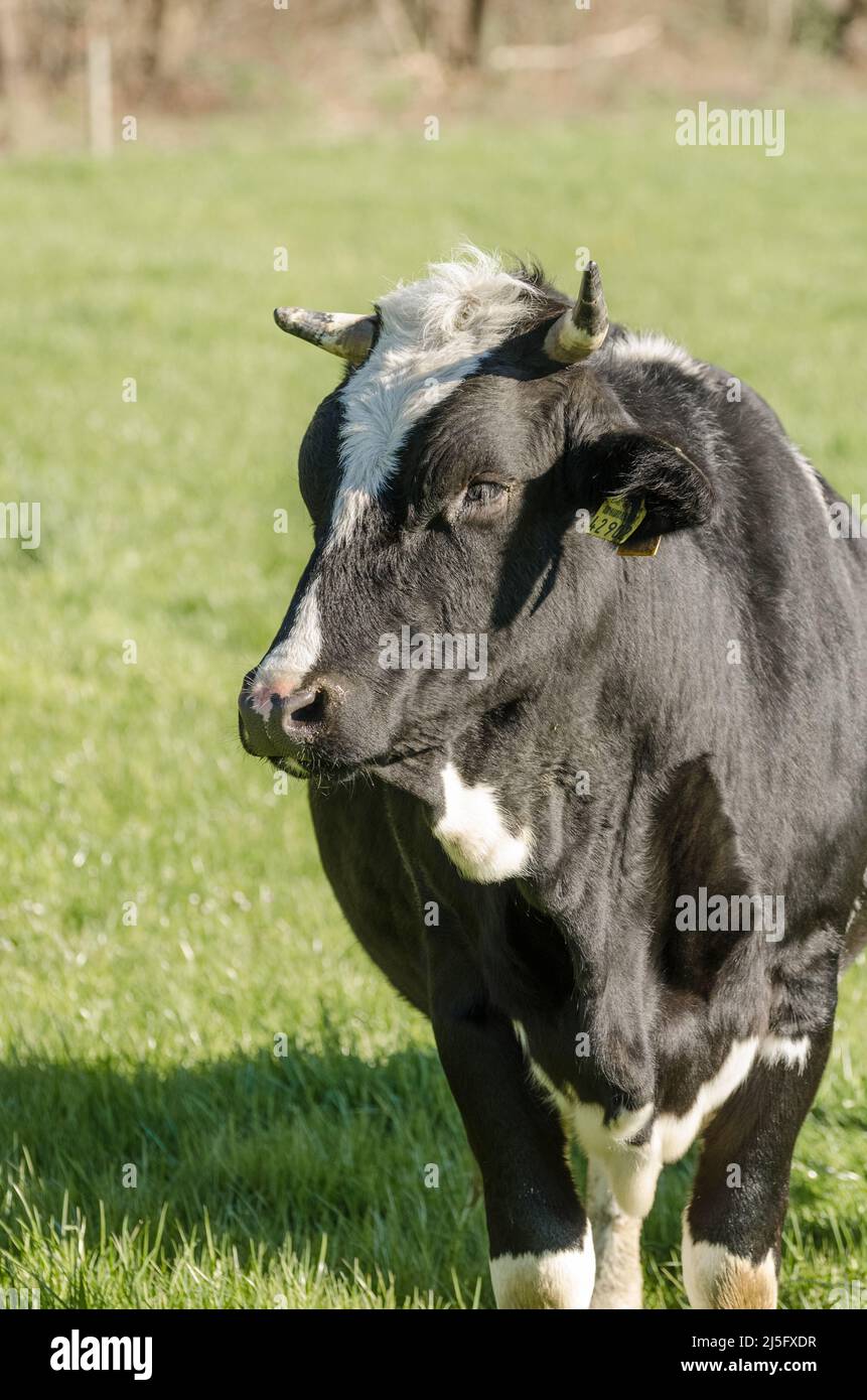Fleckvieh Bull
