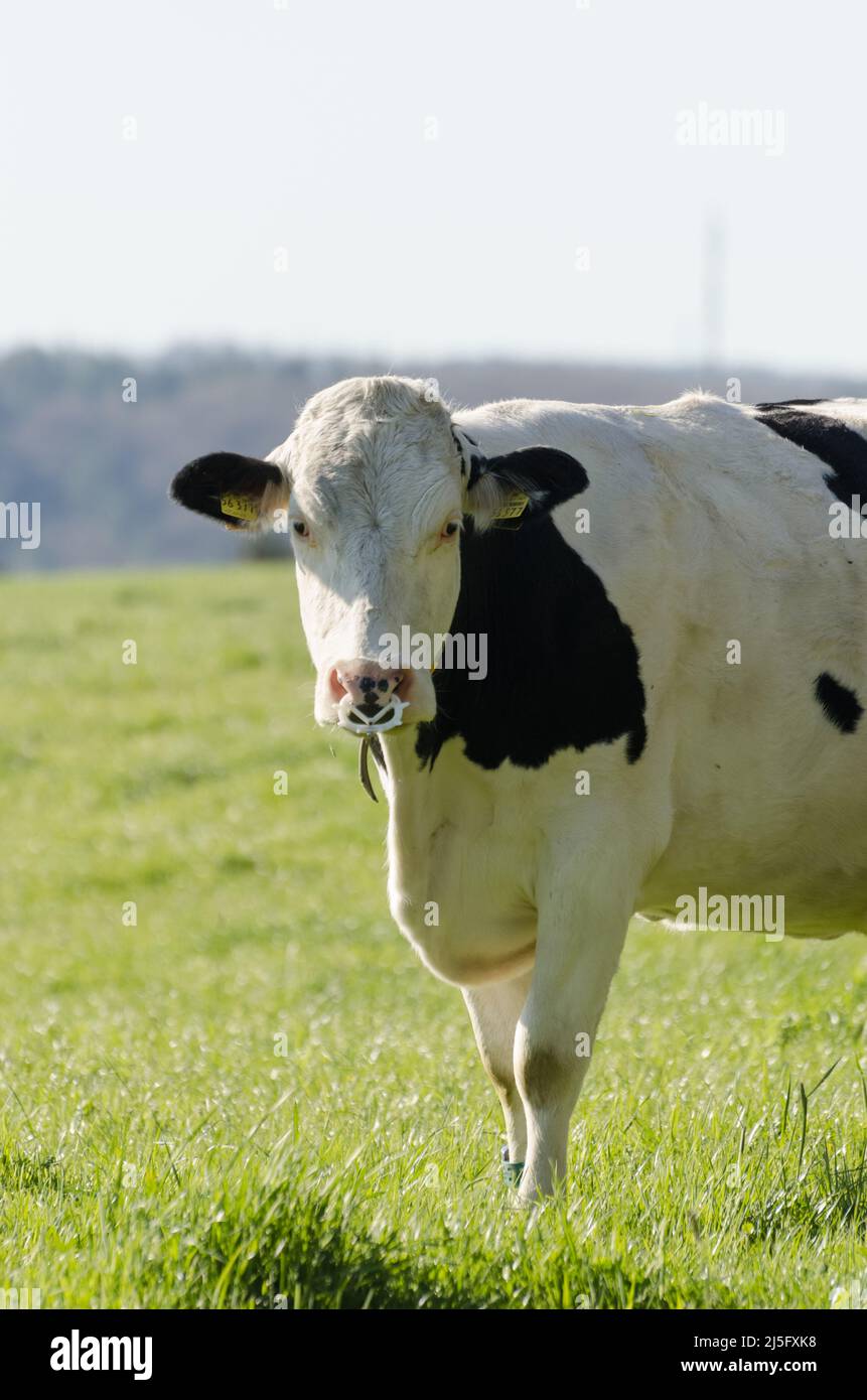 Spotted cattle hi-res stock photography and images - Alamy