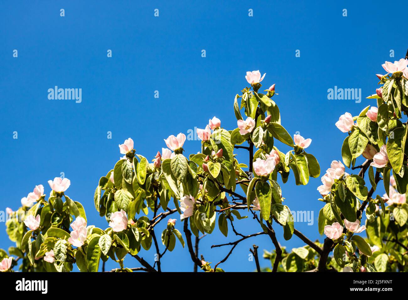 Quince flowers blossom. Cydonia oblonga close up flowers isolated Stock ...