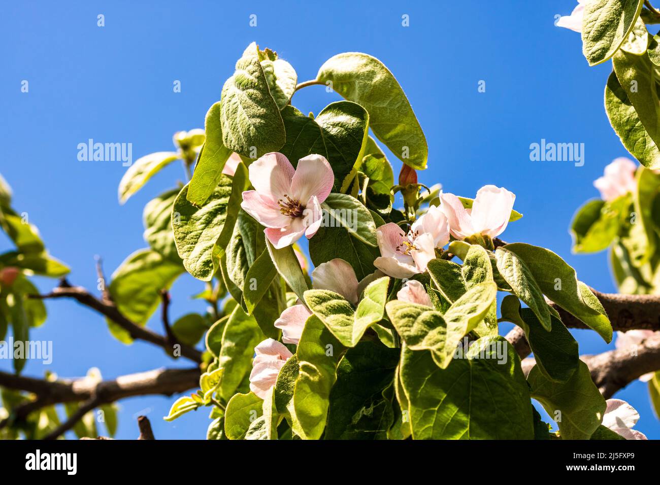 Quince flowers blossom. Cydonia oblonga close up flowers isolated Stock ...