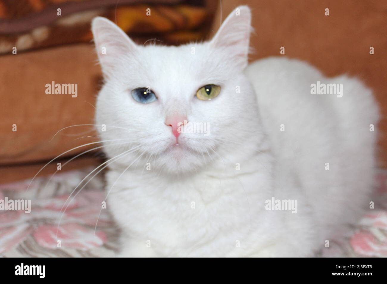 Turkish Angora Odd Eyed