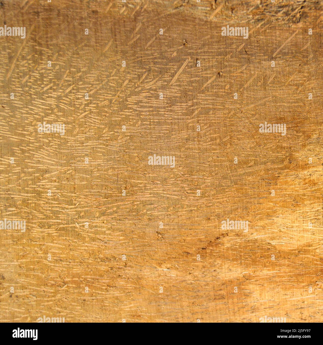 Wood grain texture. Palm tree wood, can be used as background, pattern ...