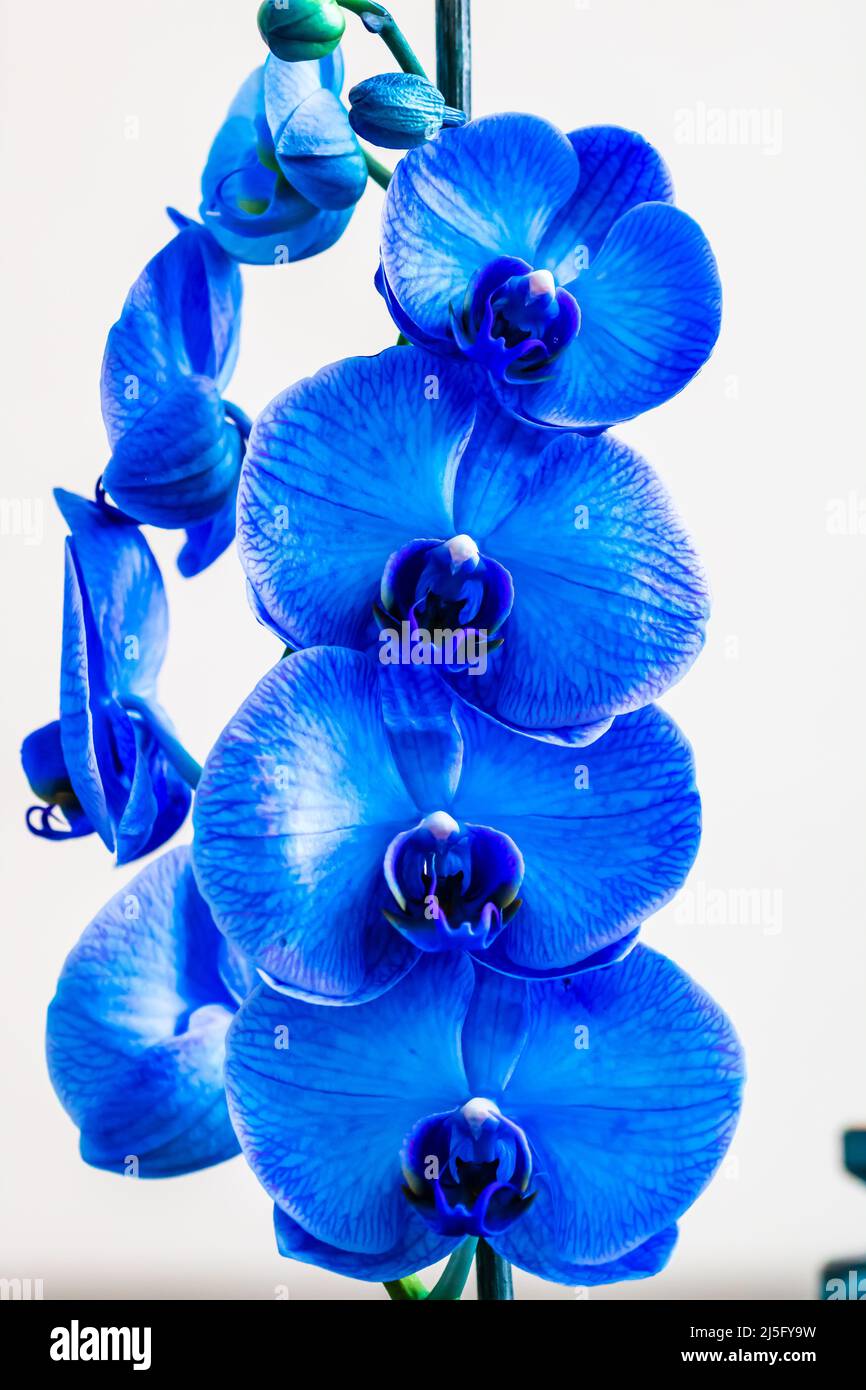 Close up photo of blue orchid isolated Stock Photo - Alamy