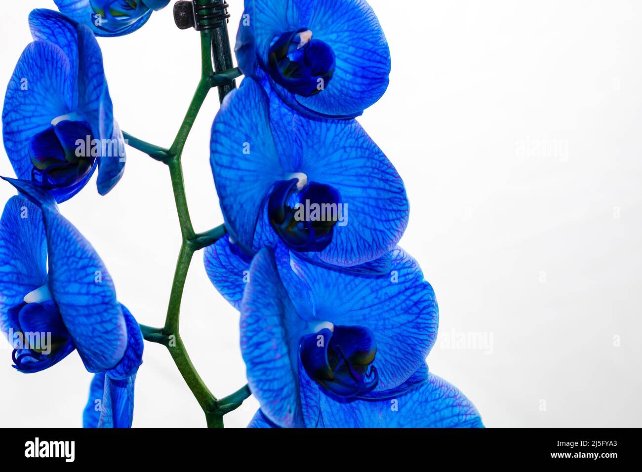 Beautiful and blue delicate orchid flowers Phalaenopsis isolated ...