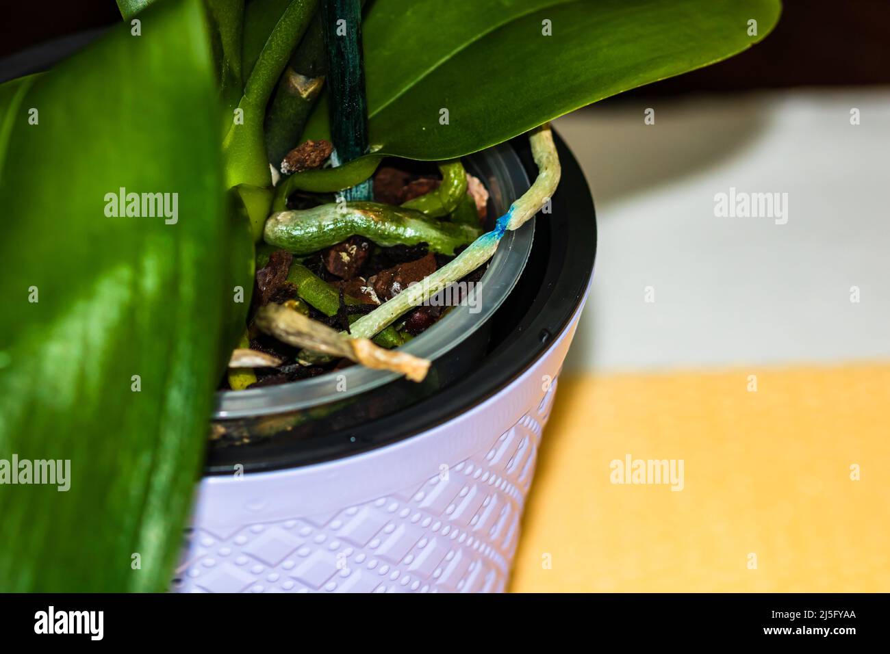 Young and healthy roots of phalaenopsis orchid in flower pot ...
