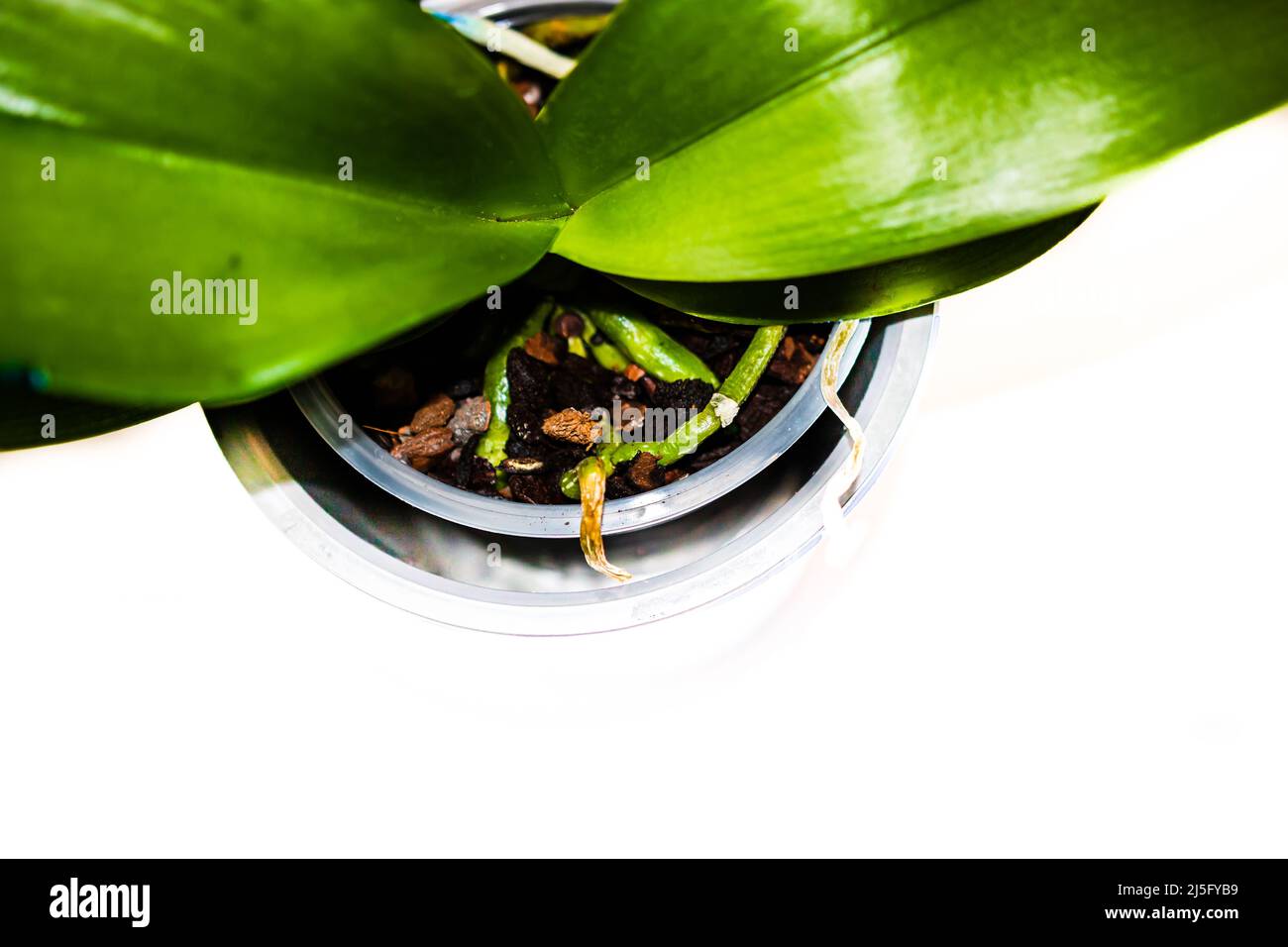 Young and healthy roots of phalaenopsis orchid in flower pot ...