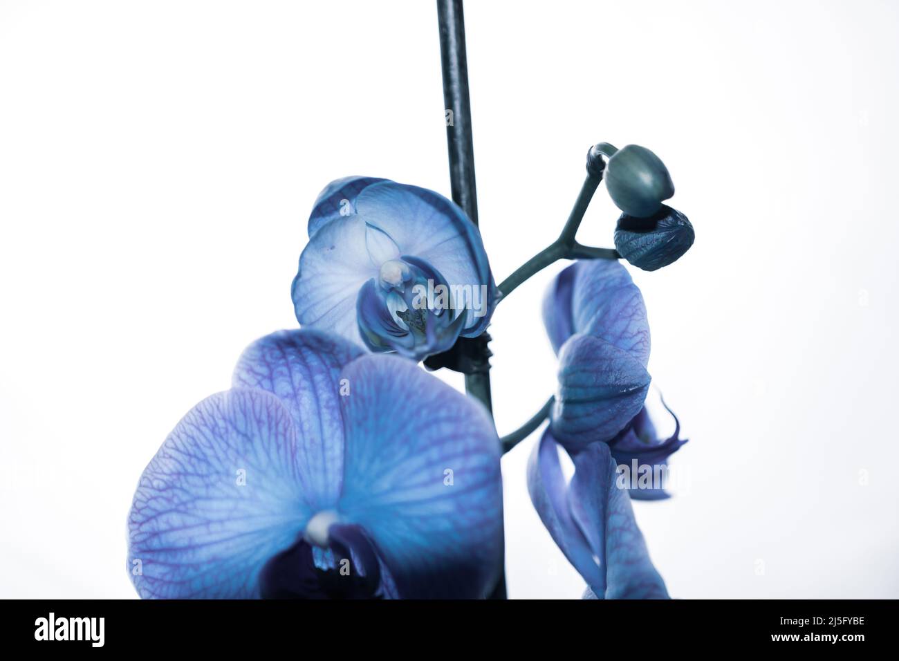 Beautiful and blue delicate orchid flowers Phalaenopsis isolated ...