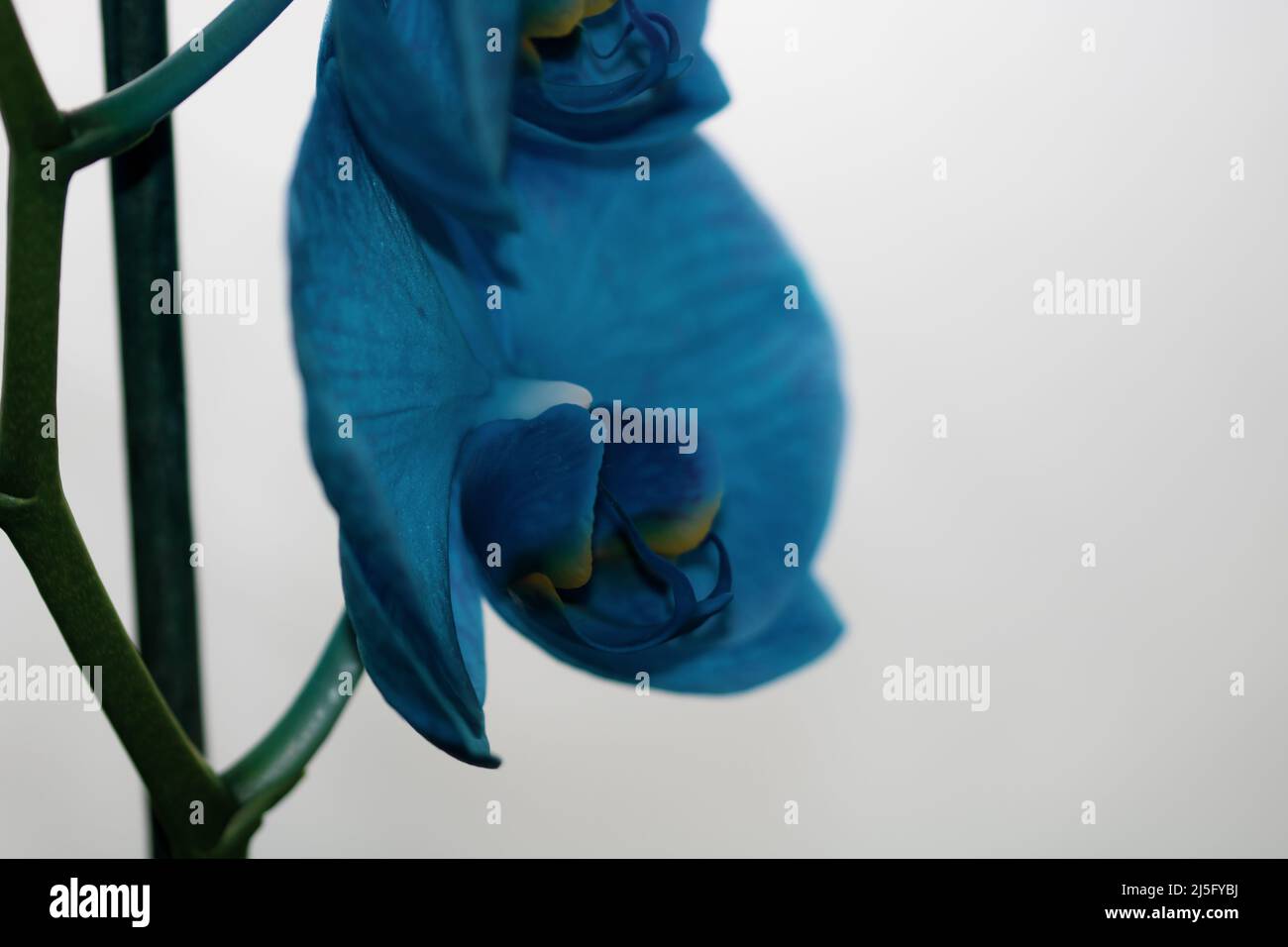 Beautiful and blue delicate orchid flowers Phalaenopsis isolated ...