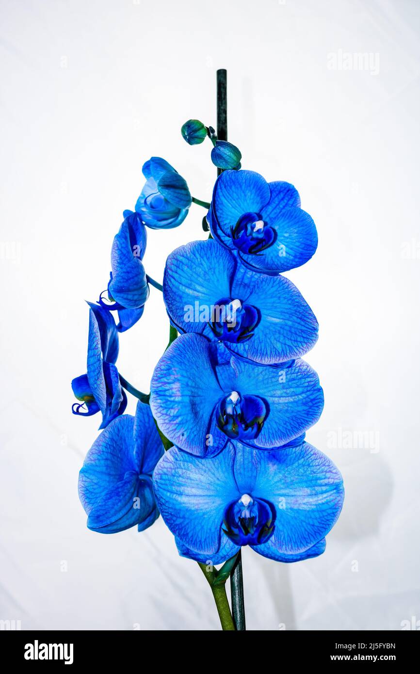 Beautiful and blue delicate orchid flowers Phalaenopsis isolated ...