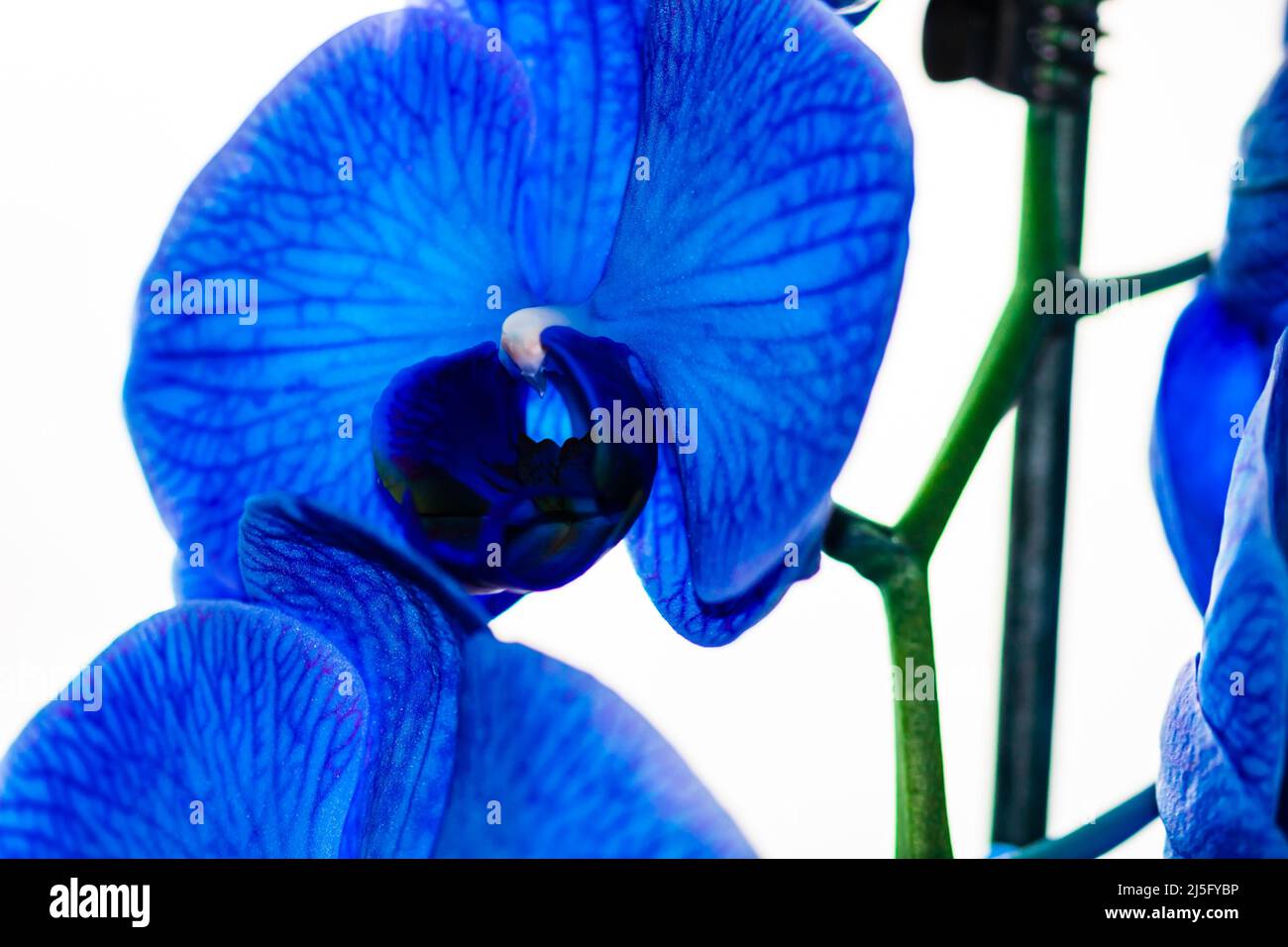 Beautiful and blue delicate orchid flowers Phalaenopsis isolated ...