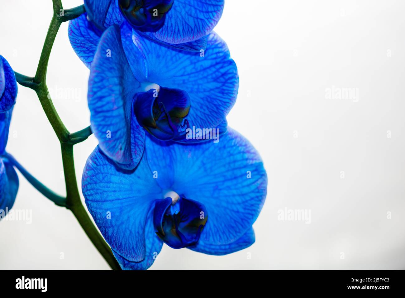 Beautiful and blue delicate orchid flowers Phalaenopsis isolated ...