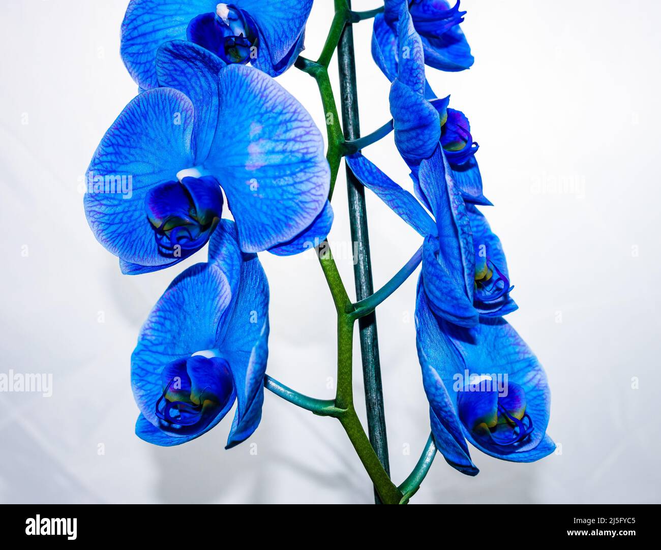 Beautiful and blue delicate orchid flowers Phalaenopsis isolated ...