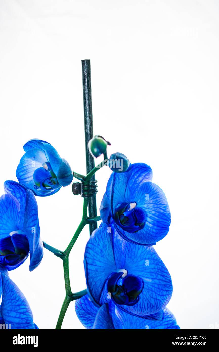 Beautiful and blue delicate orchid flowers Phalaenopsis isolated ...
