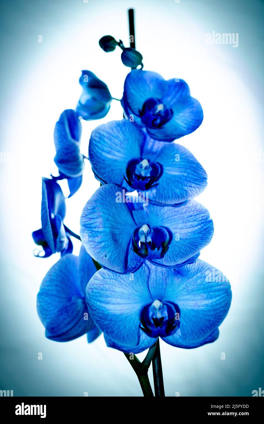 Beautiful and blue delicate orchid flowers Phalaenopsis isolated ...
