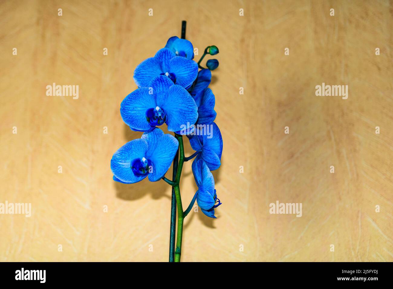 Beautiful and blue delicate orchid flowers Phalaenopsis isolated ...