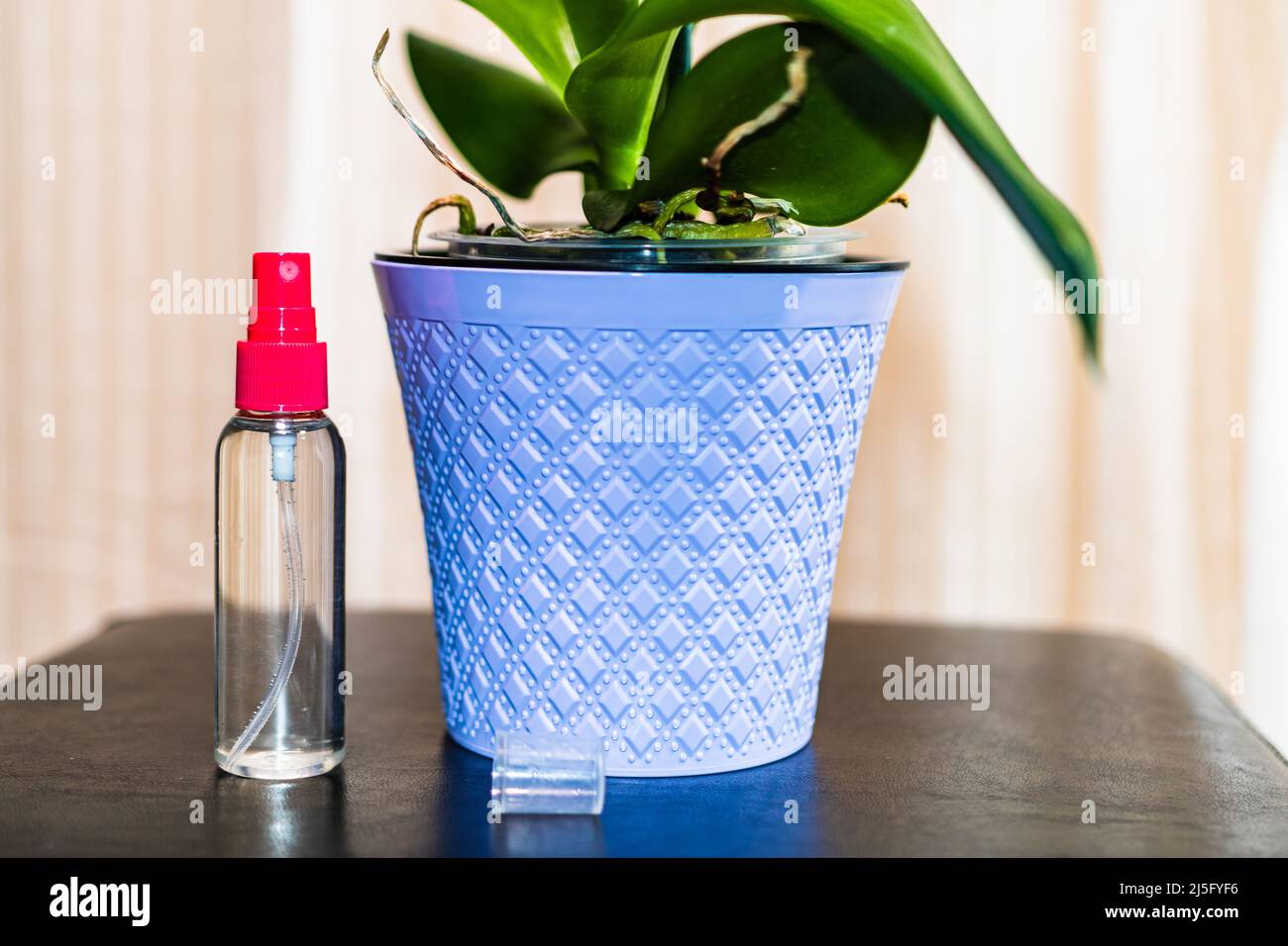 Young and healthy roots and leaves of phalaenopsis orchid in flower pot ...