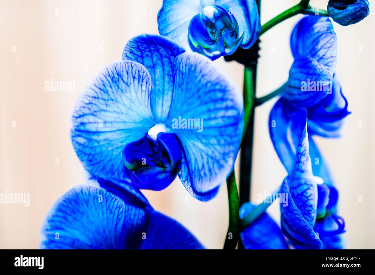 Beautiful and blue delicate orchid flowers Phalaenopsis isolated ...