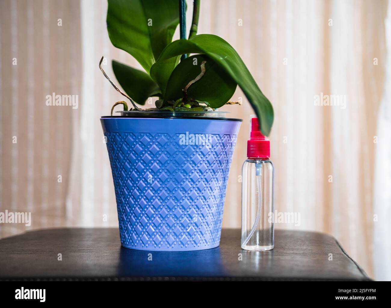 Young and healthy roots and leaves of phalaenopsis orchid in flower pot ...